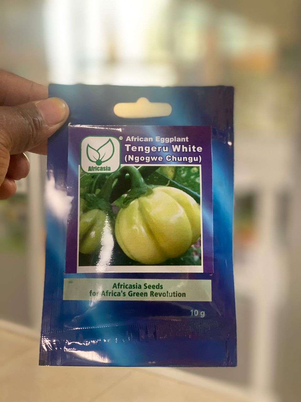 African Eggplant Tengeru White (Ngogwe Chungu) Africasia Seeds - 10 gm ...